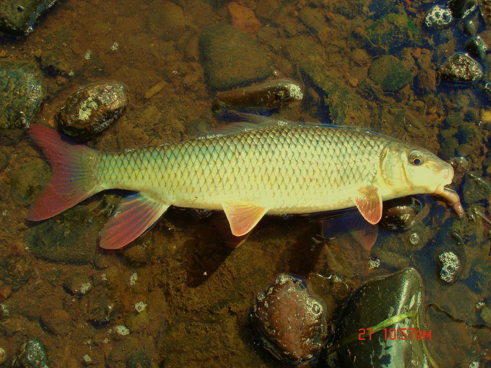 The Calling: Redhorsing Around