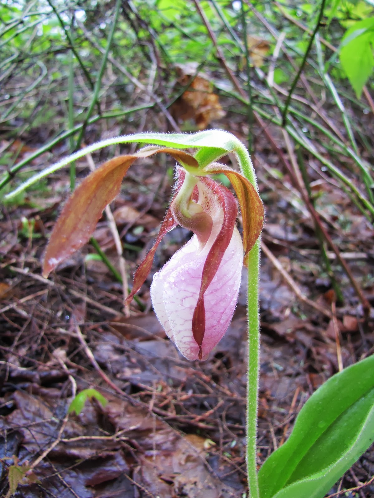 Appalachian Heartbeat: The Lady Slipper: Spring's Beautiful Maidens