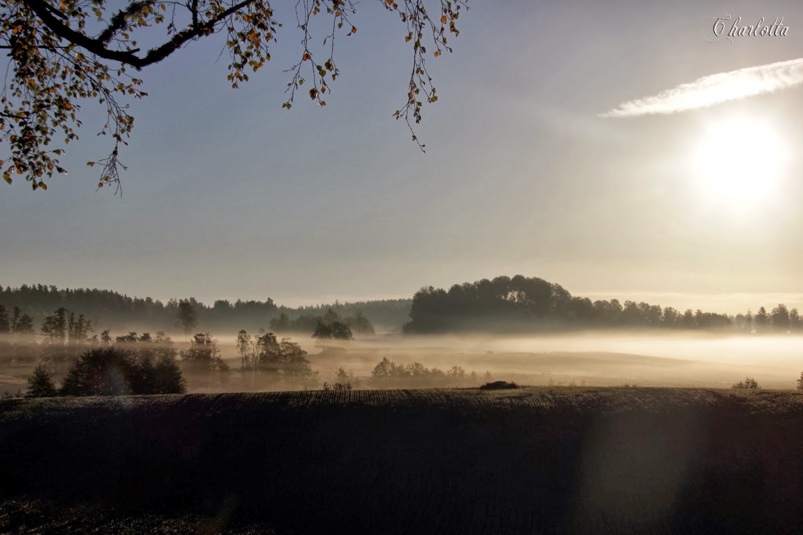 Charlottas trädgård: Stillhet