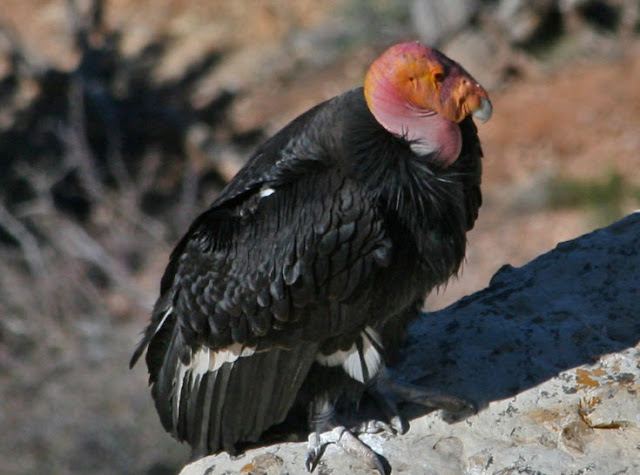 California Condor | The Life of Animals
