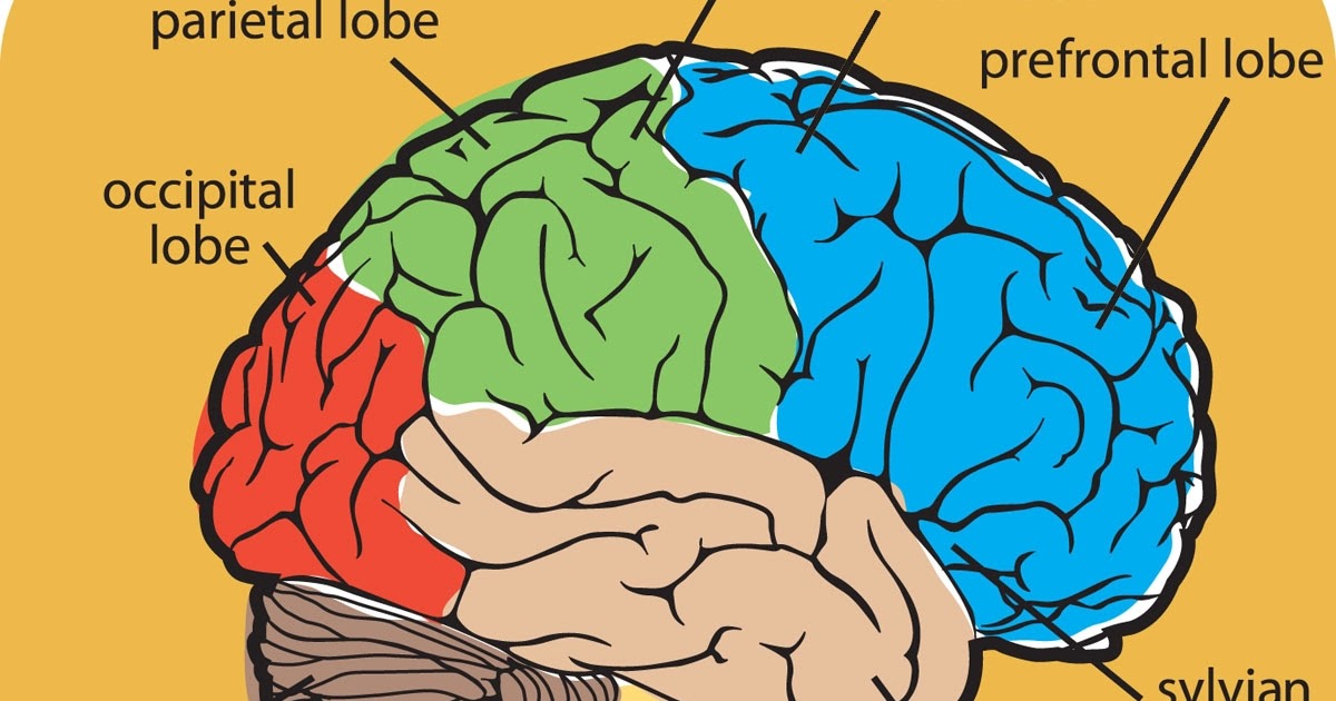 Biology Diagrams Images Pictures Of Human Anatomy And Physiology Human 