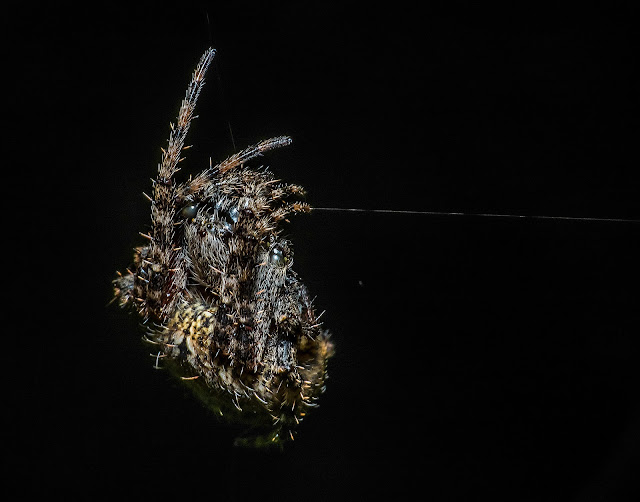 tower record: 特寫的茶色姬鬼蛛 Neoscona punctigera Doleschall, 1857 (Spider)