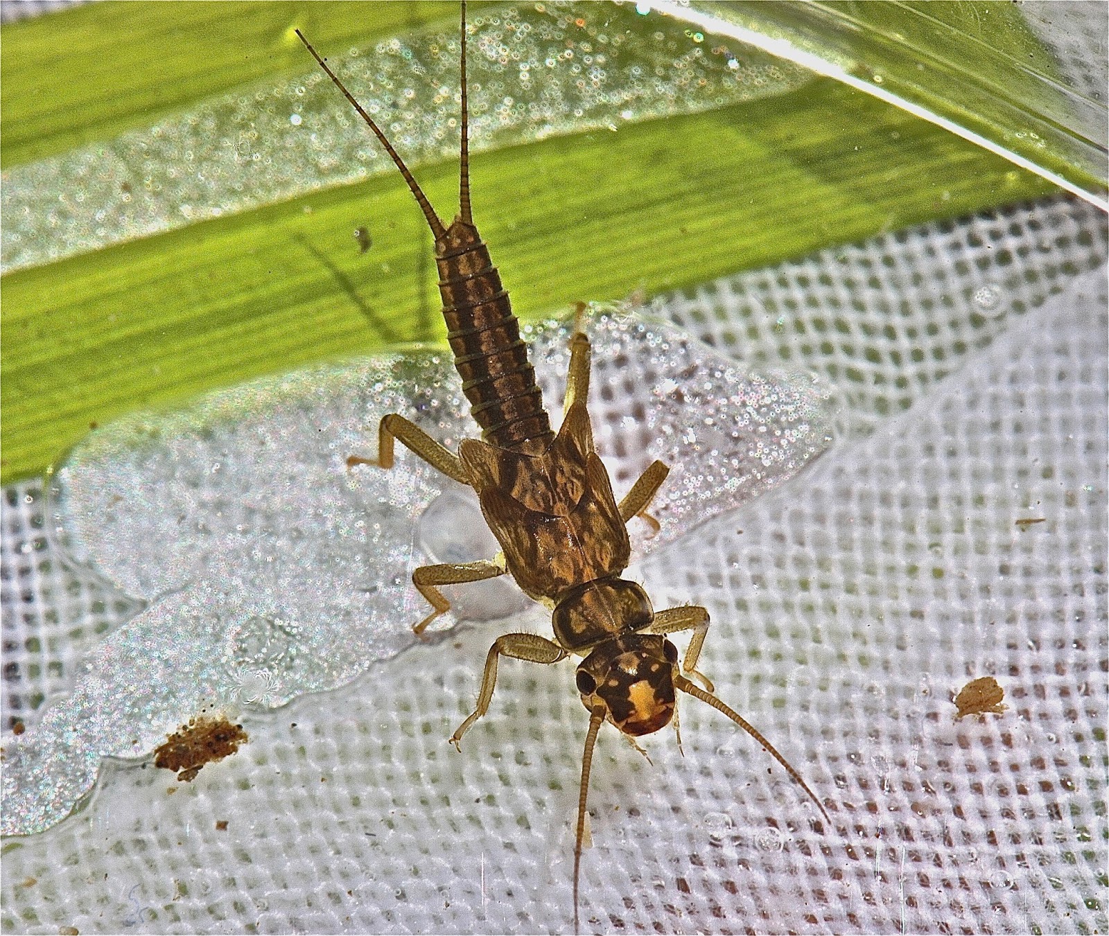 Aquatic Insects of Central Virginia: Habitat, species variation, and ...