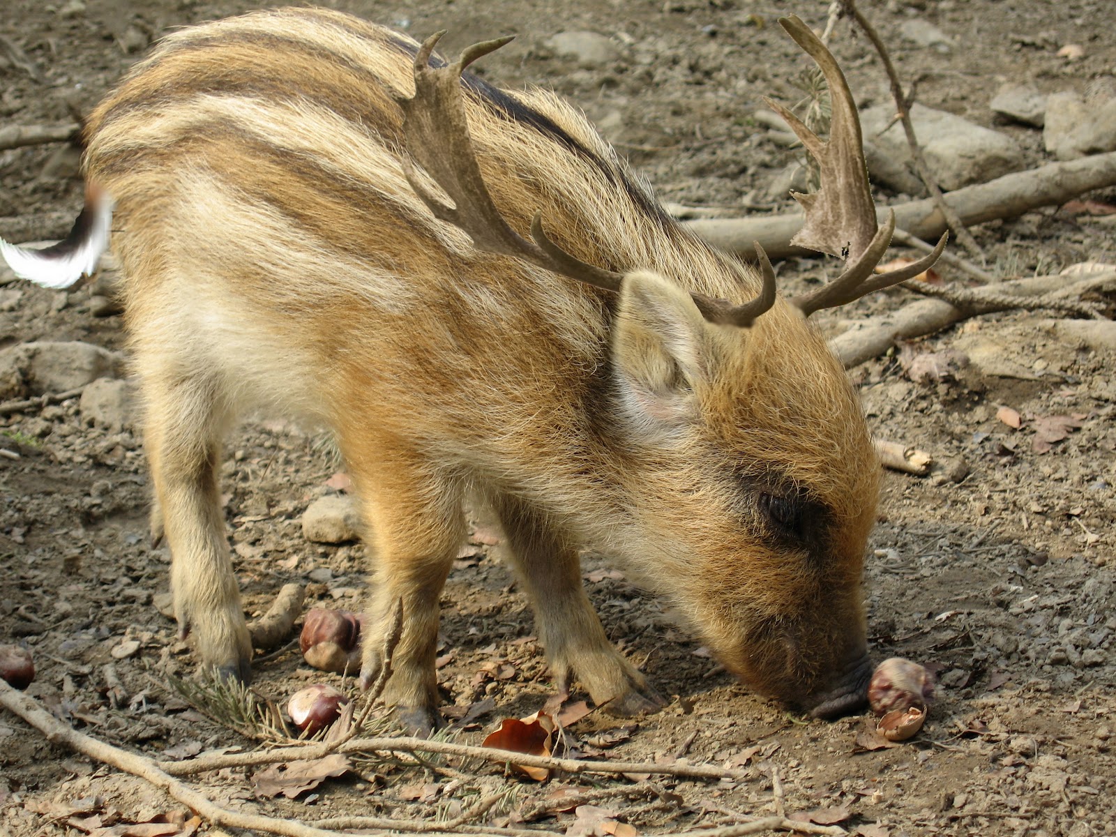 Brooke's Photography! :): Digital Darwin! :)