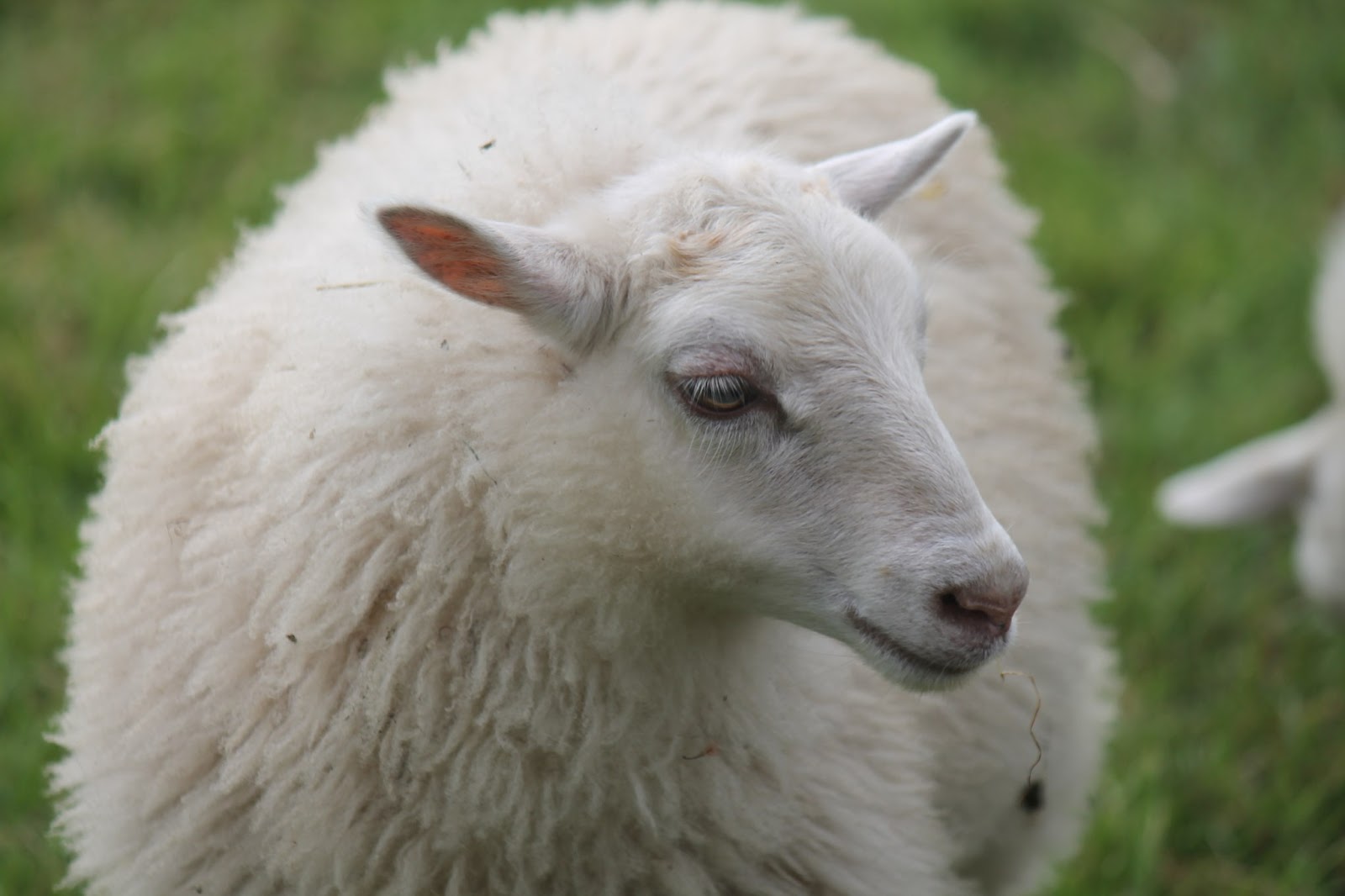 Mapleton Farm Sales List: White Shetland ewe lambs for SALE