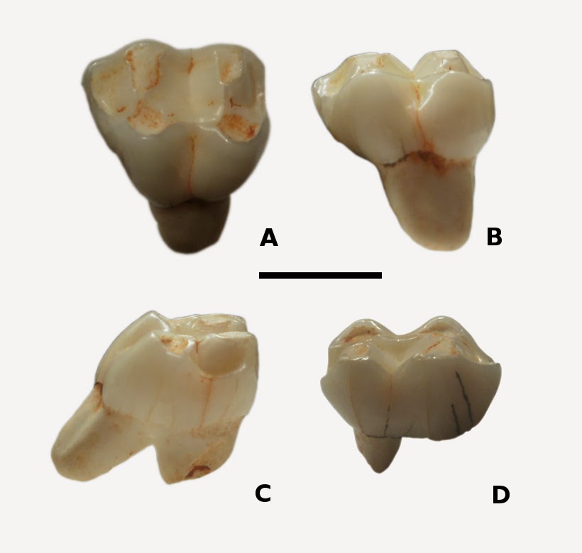 Amics del Museu Geològic del Seminari de Barcelona: Joaquim Guillén: El ...