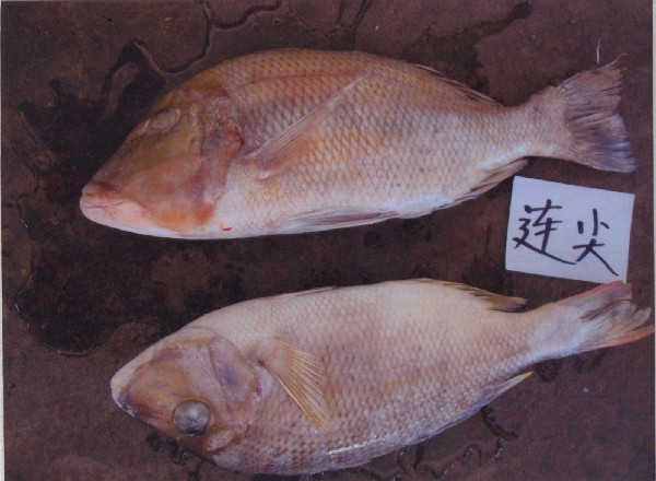 Ikan Kurapu - Kakap - Grouper fish - Fish Information (INDONESIA)