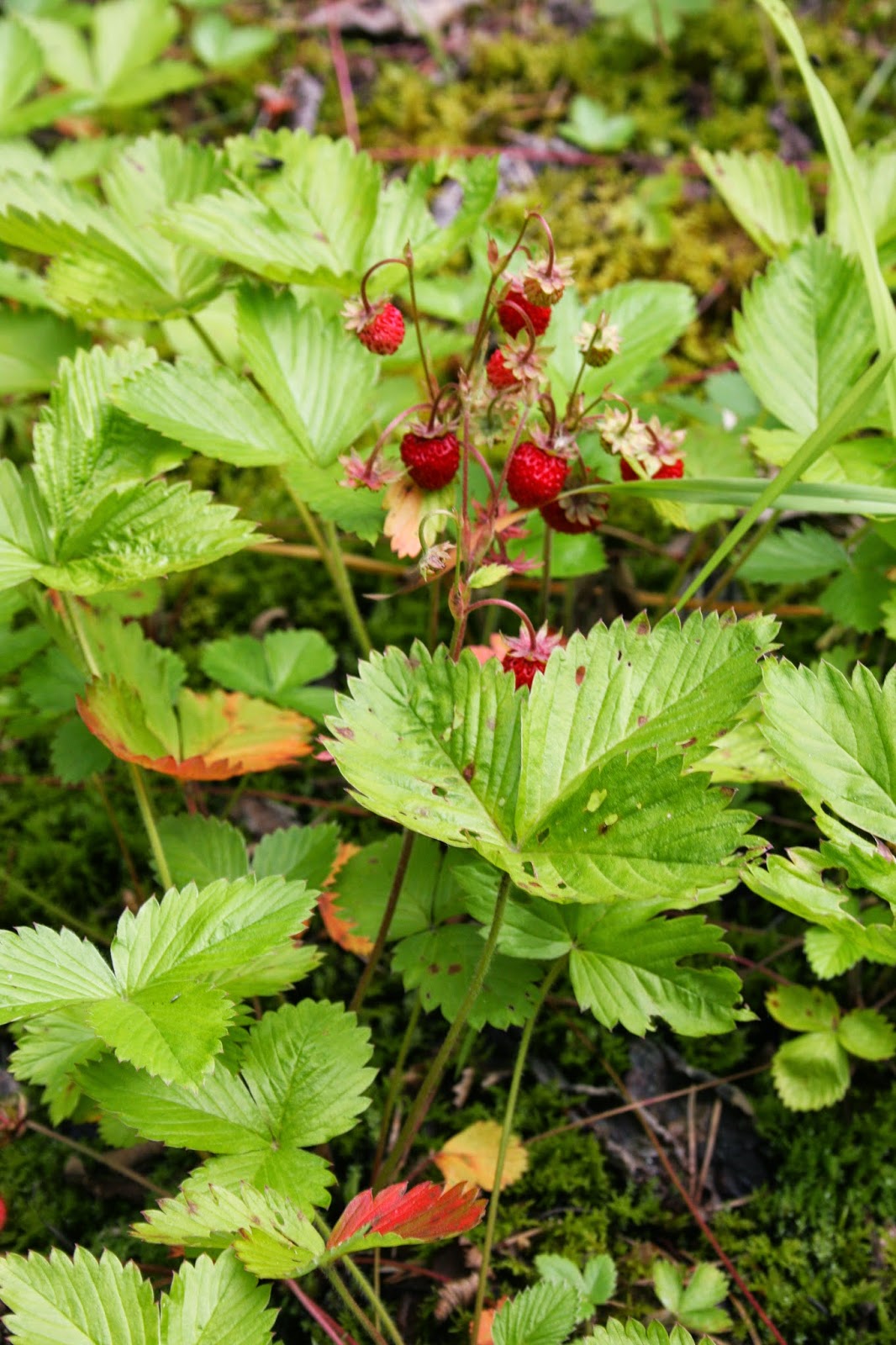 Siniunikon: Ahomansikka (Fragaria vesca)