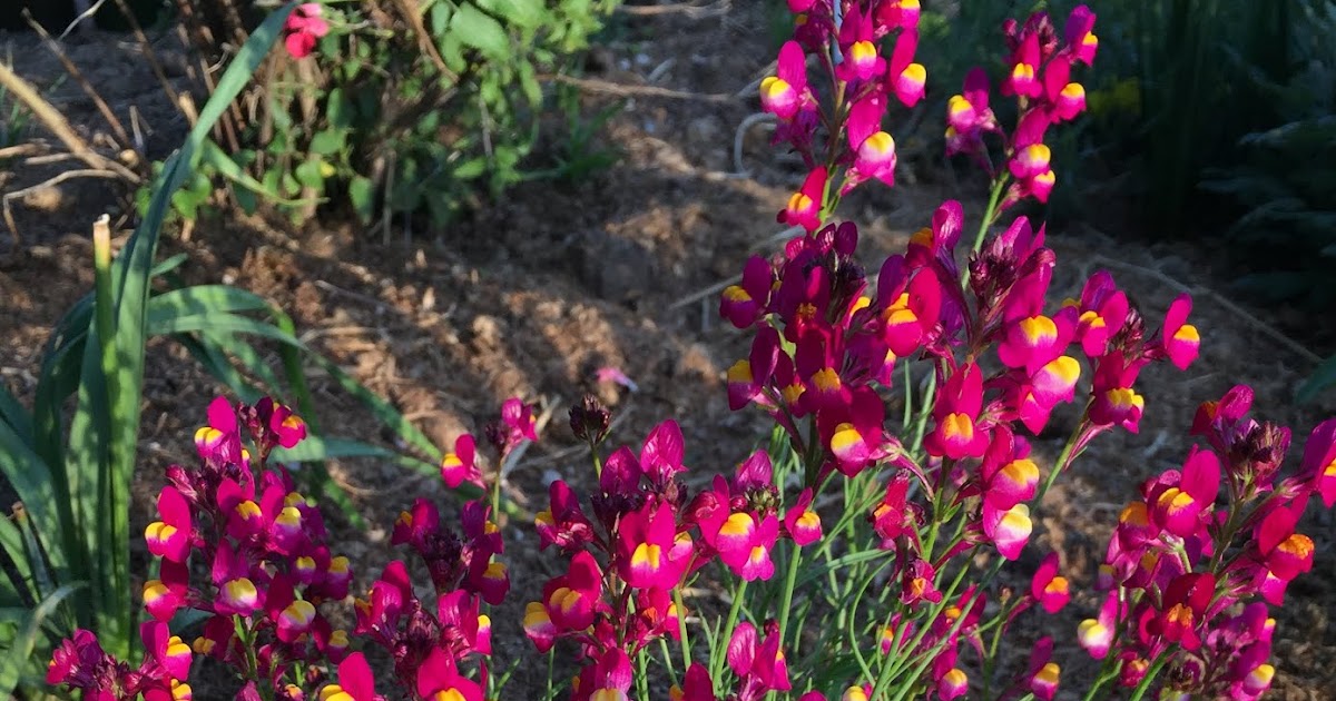 Aprille's SoCal Gardening : Linaria