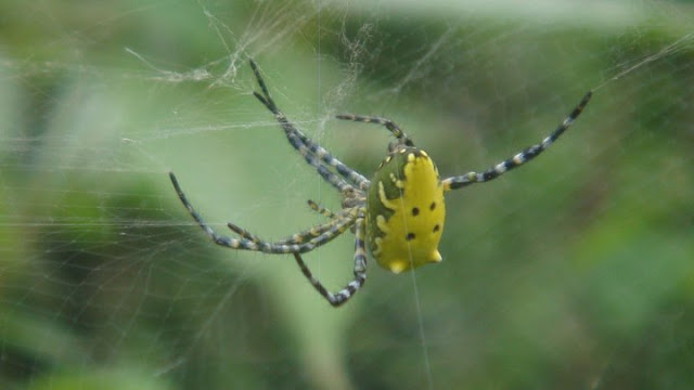 SPIDERS IN THE PHILIPPINES