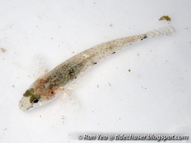 tHE tiDE cHAsER: Mudskippers & Other Marine Gobies (Phylum Chordata ...