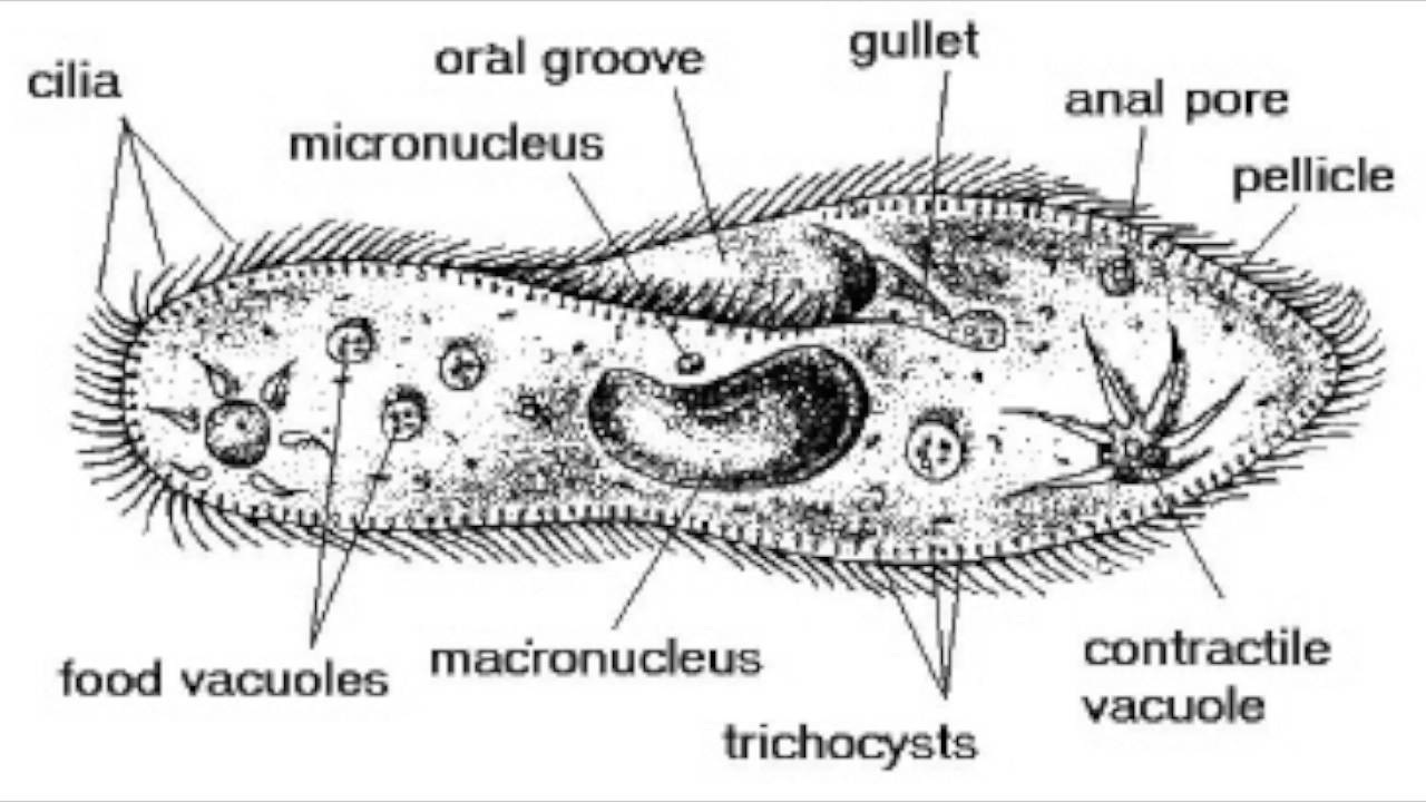 BIOLOGI GONZAGA: SOAL PROTISTA