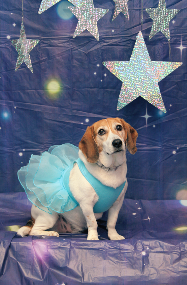 Little Willow: Prom has gone to the dogs