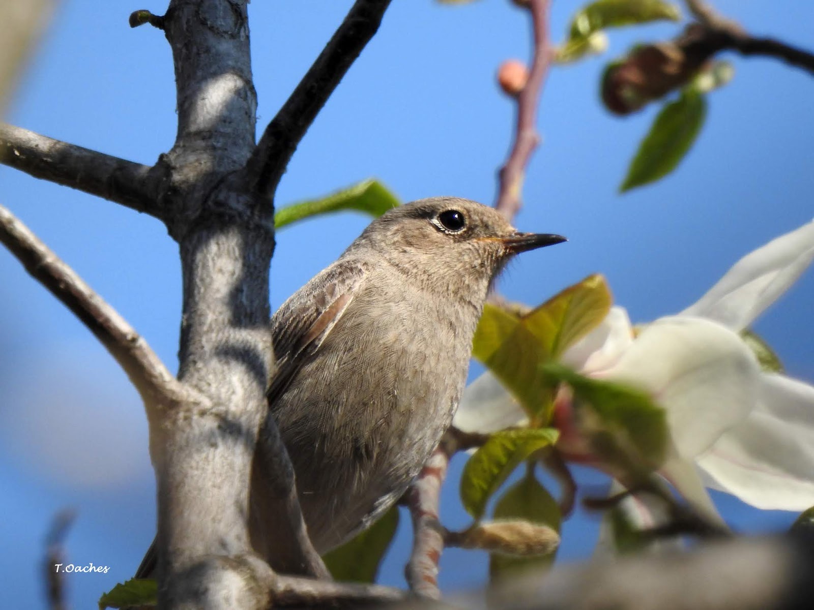 PASARI DIN ROMANIA: CODROS DE MUNTE (1), Phoenicurus ochruros
