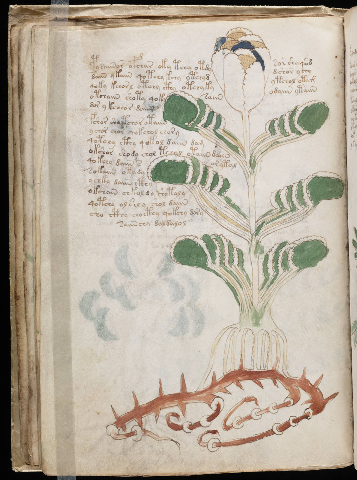IDEARTES: MANUSCRITO VOYNICH