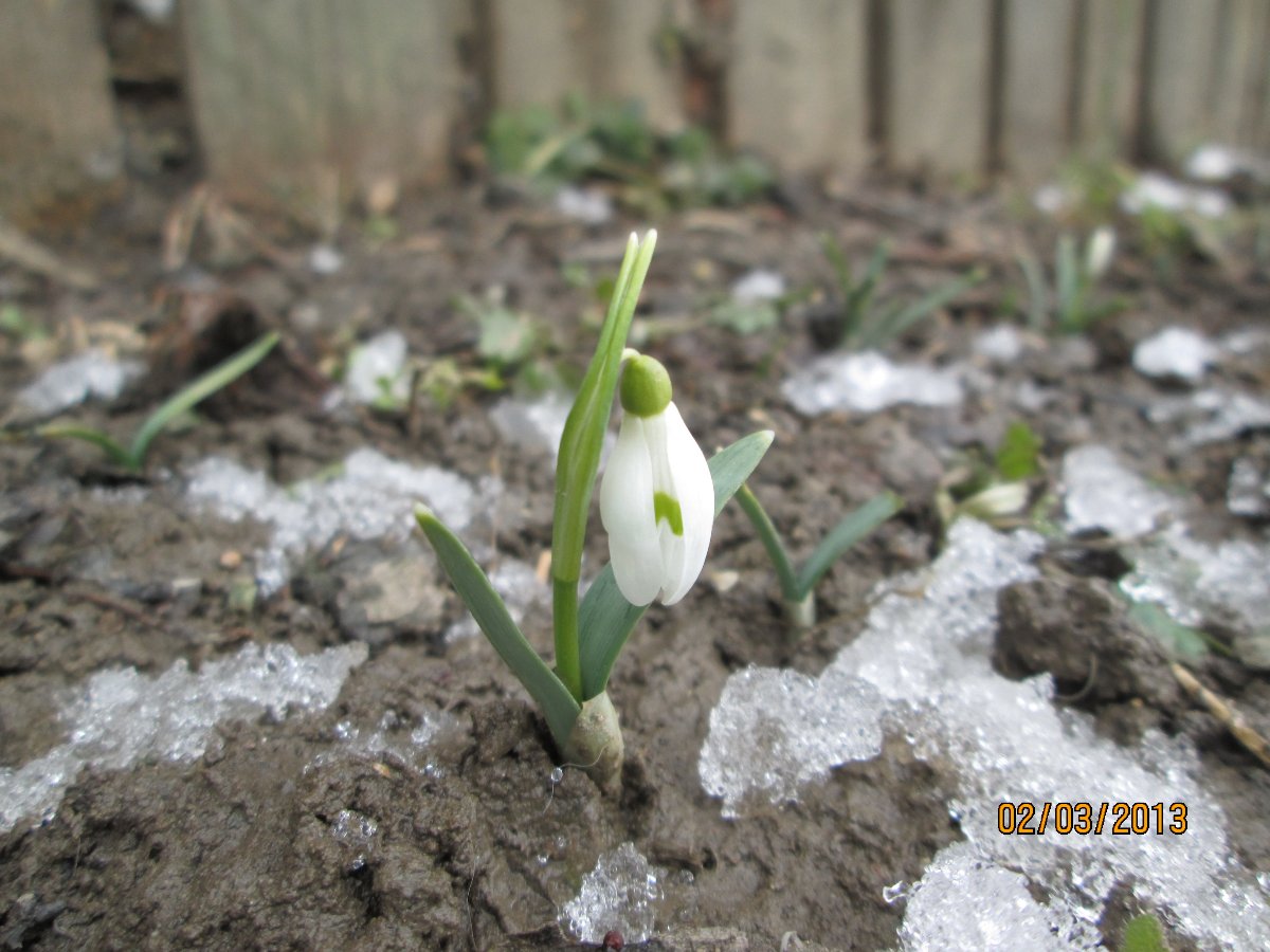 Jurnal de drumeţii....: Primii ghiocei din gradina