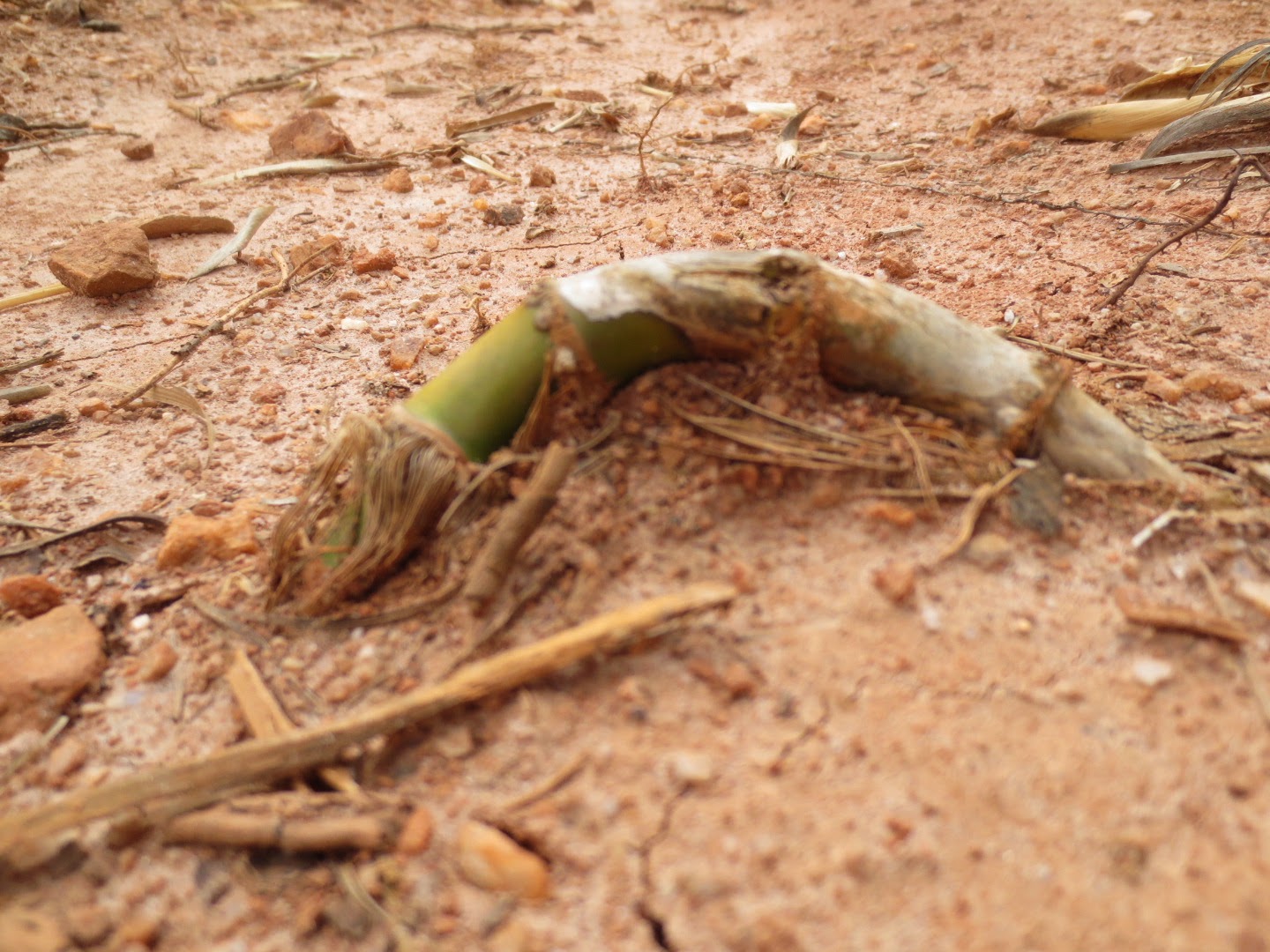 Epiphany Now: The Bamboo Monster