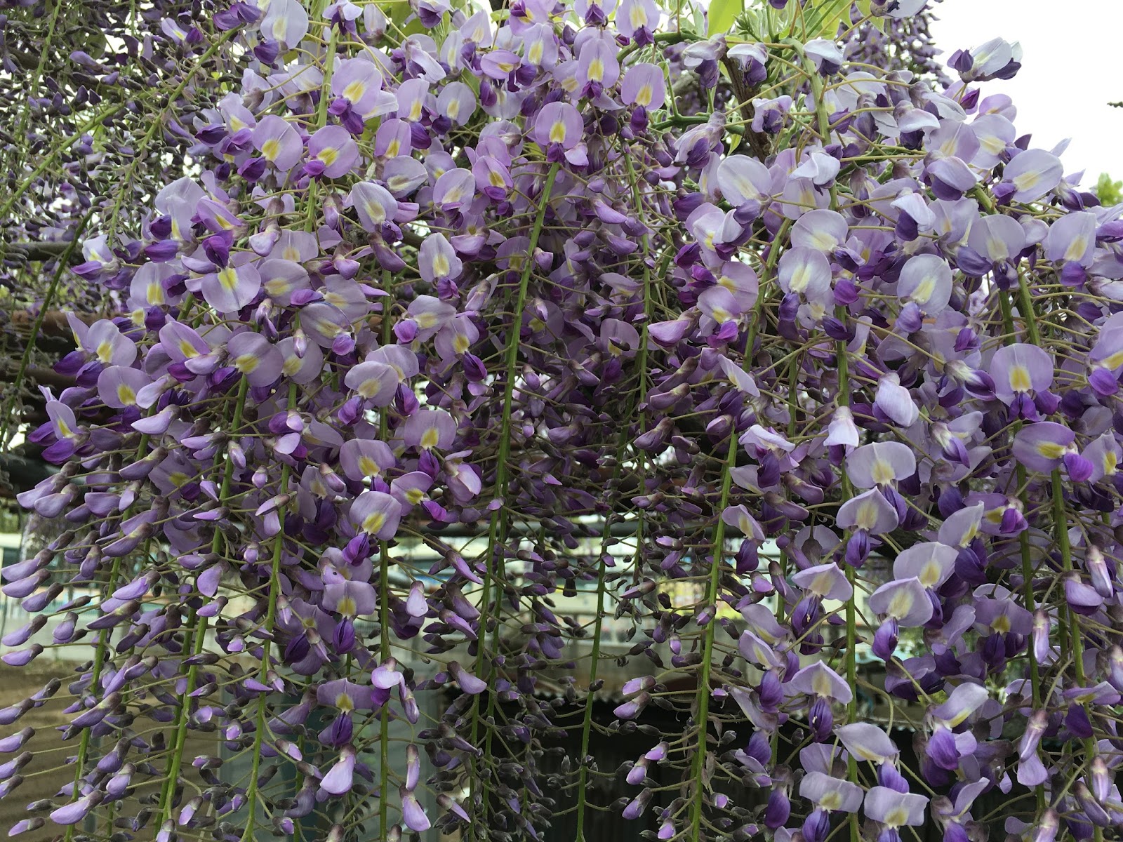 Wisteria on the Vine