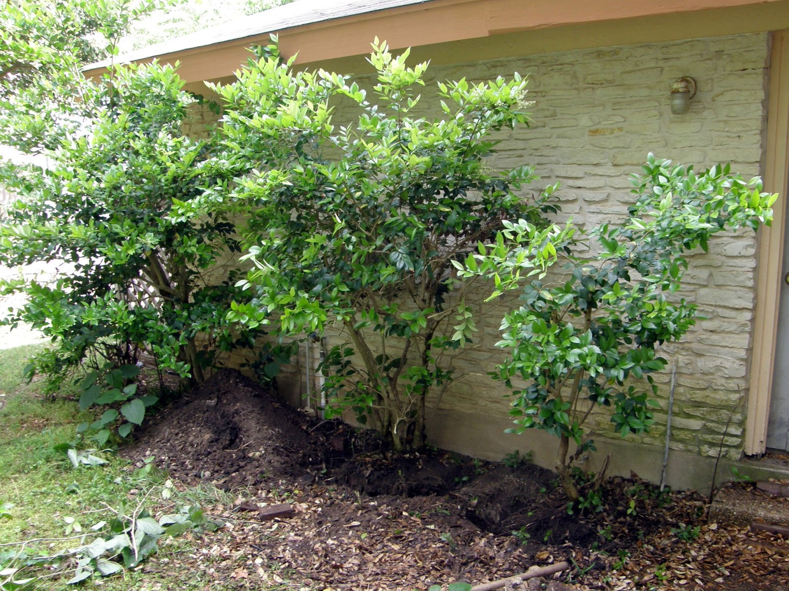 Heart of Texas Bonsai: Japanese Ligustrum with withered trunk