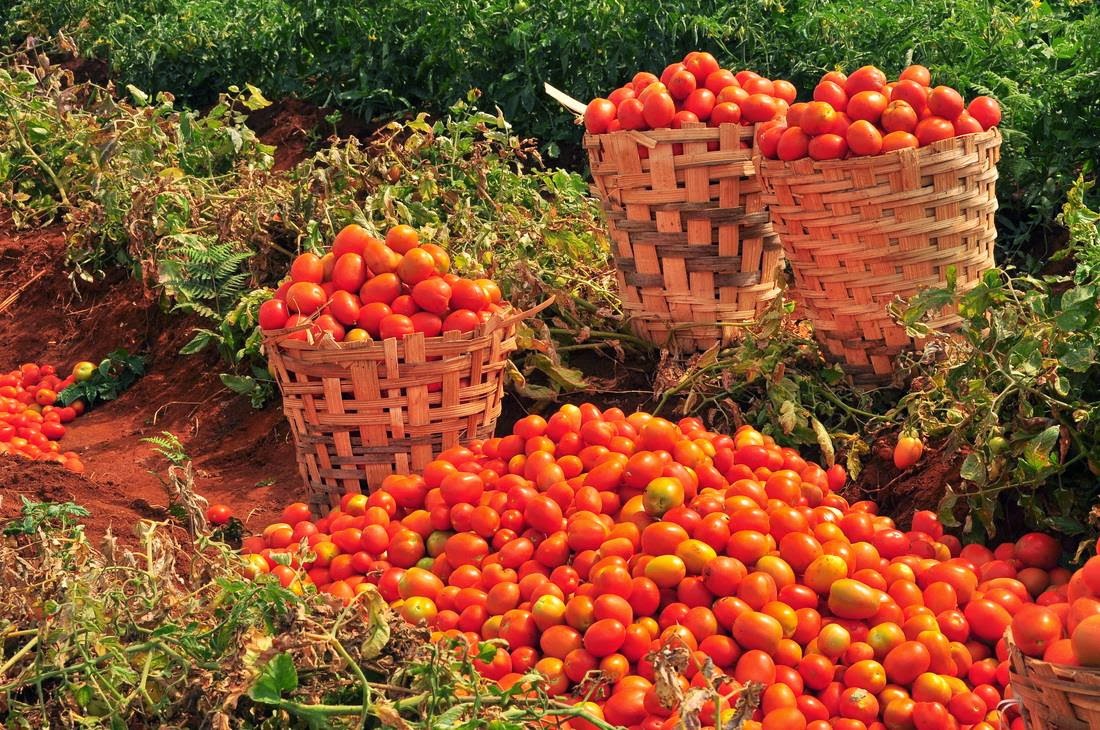 Welcome to theangafors