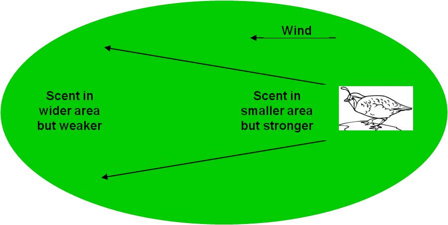 IBR's Training Center: Scent cone