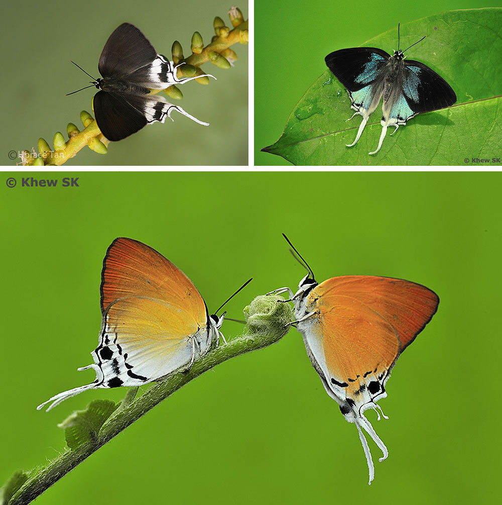 Butterflies of Singapore: Sexual Dimorphism - Part 2