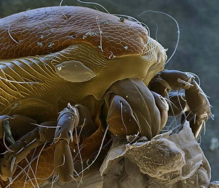 15 amazing creatures that can not be seen without a microscope
