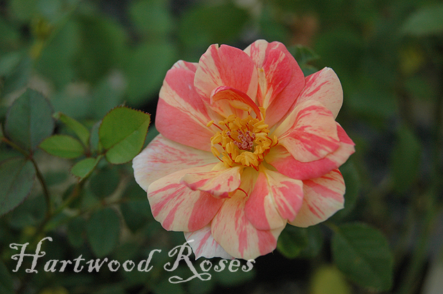 Hartwood Roses: Striped Roses