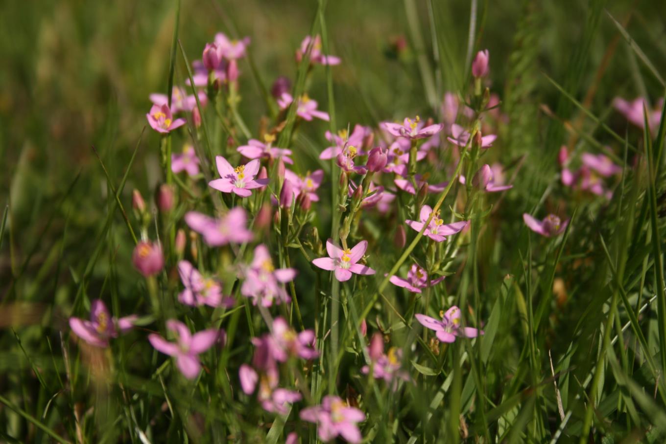Црвен кантарион - Centaurium erythraea - Билки Лековити и Народна Медицина