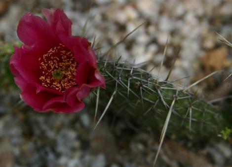 Hoot Owl Hollow: More Cactus