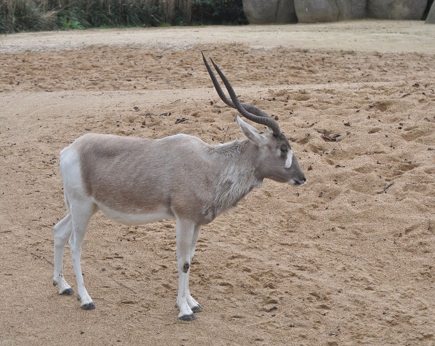 ZOOTOGRAFIANDO (MI COLECCIÓN DE FOTOS DE ANIMALES): ADDAX / ADDAX ...