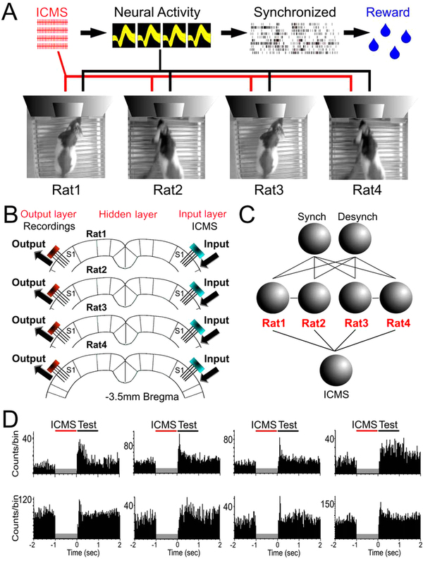 Multiple Monkey brains and multiple rat brains linked into brainnets ...