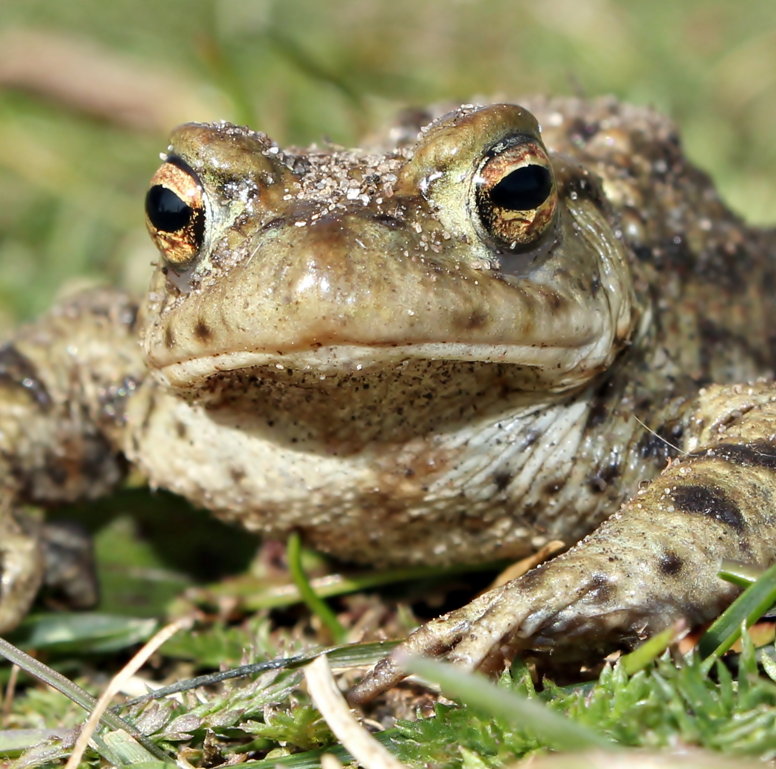 Steve's Birding And Wildlife Blog.: March 2012