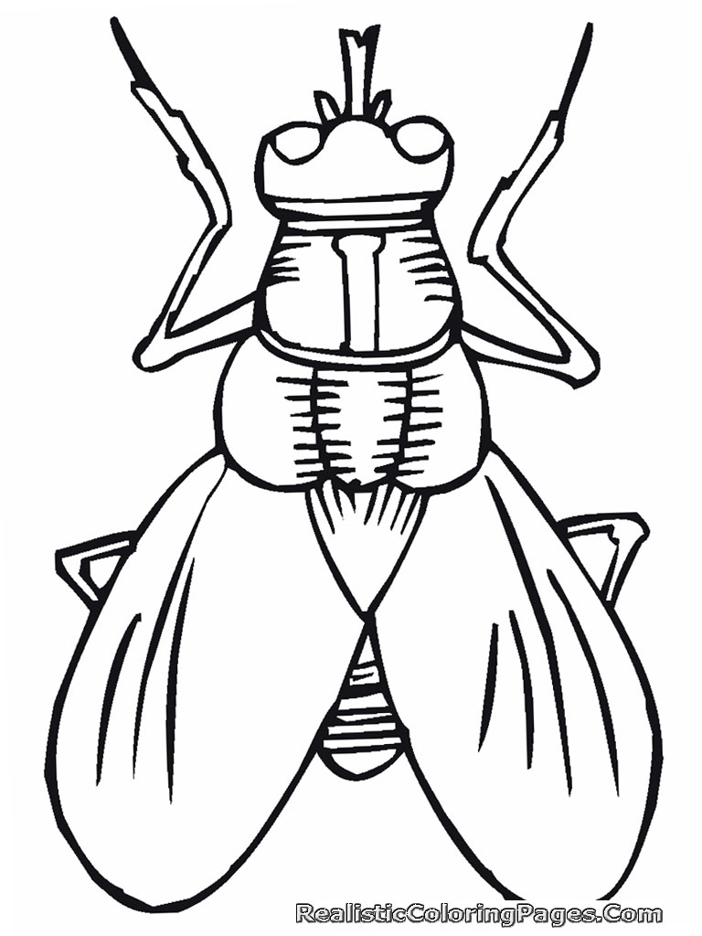 Cartoon Insect Coloring Pages Sketch Coloring Page