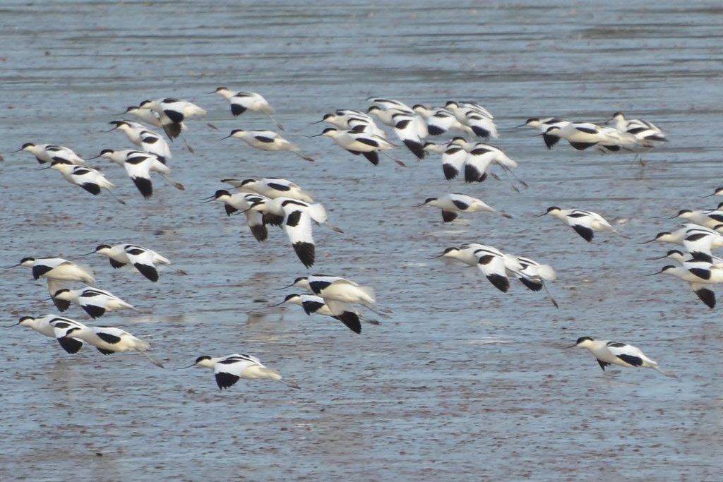 The River Exe Estuary - A haven for wildlife: February 2012