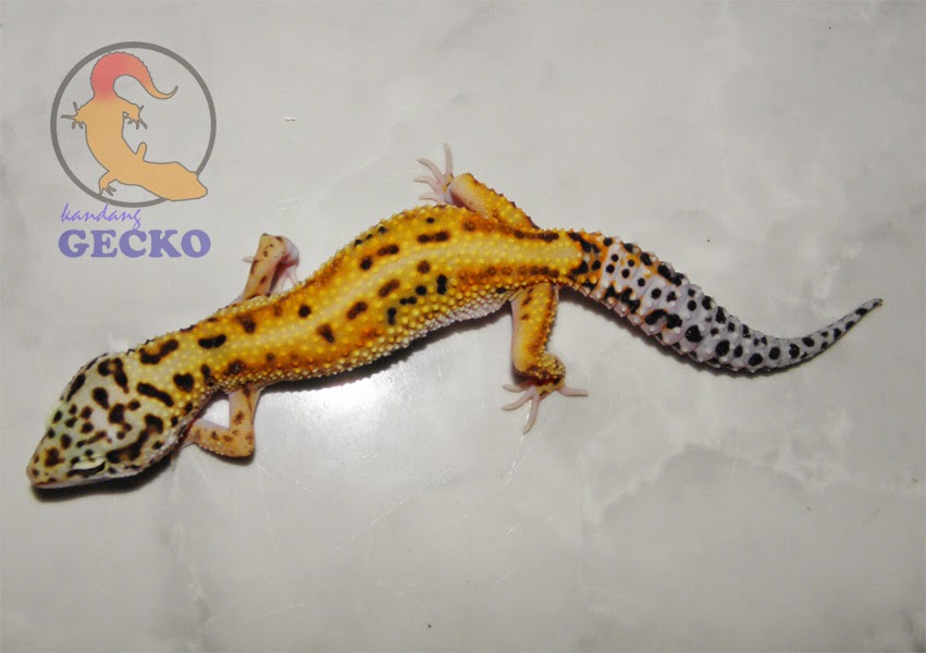 : Emerine Cross Stripe poss 66% het Eclipse