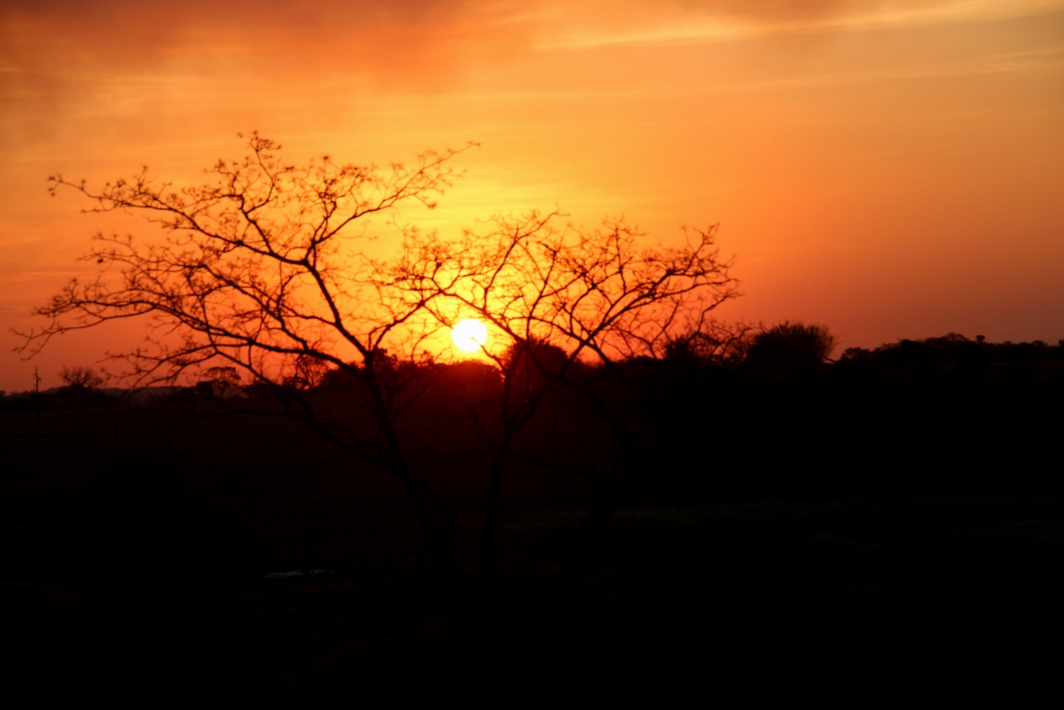 Caliandra do Cerrado: A estação seca favorece o fogo no Cerrado
