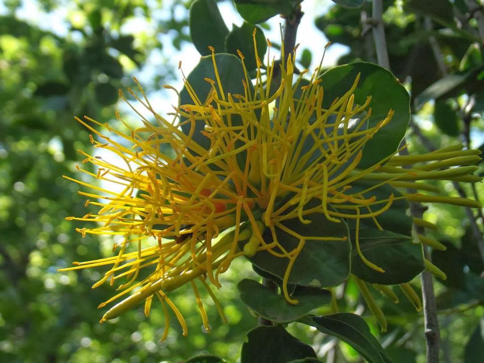 especies chilenas: El Quintral del Coigüe (Desmaria mutabilis)