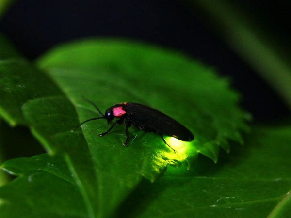 Firefly Festival in Japan ... - Culture - Travel - Cuisine