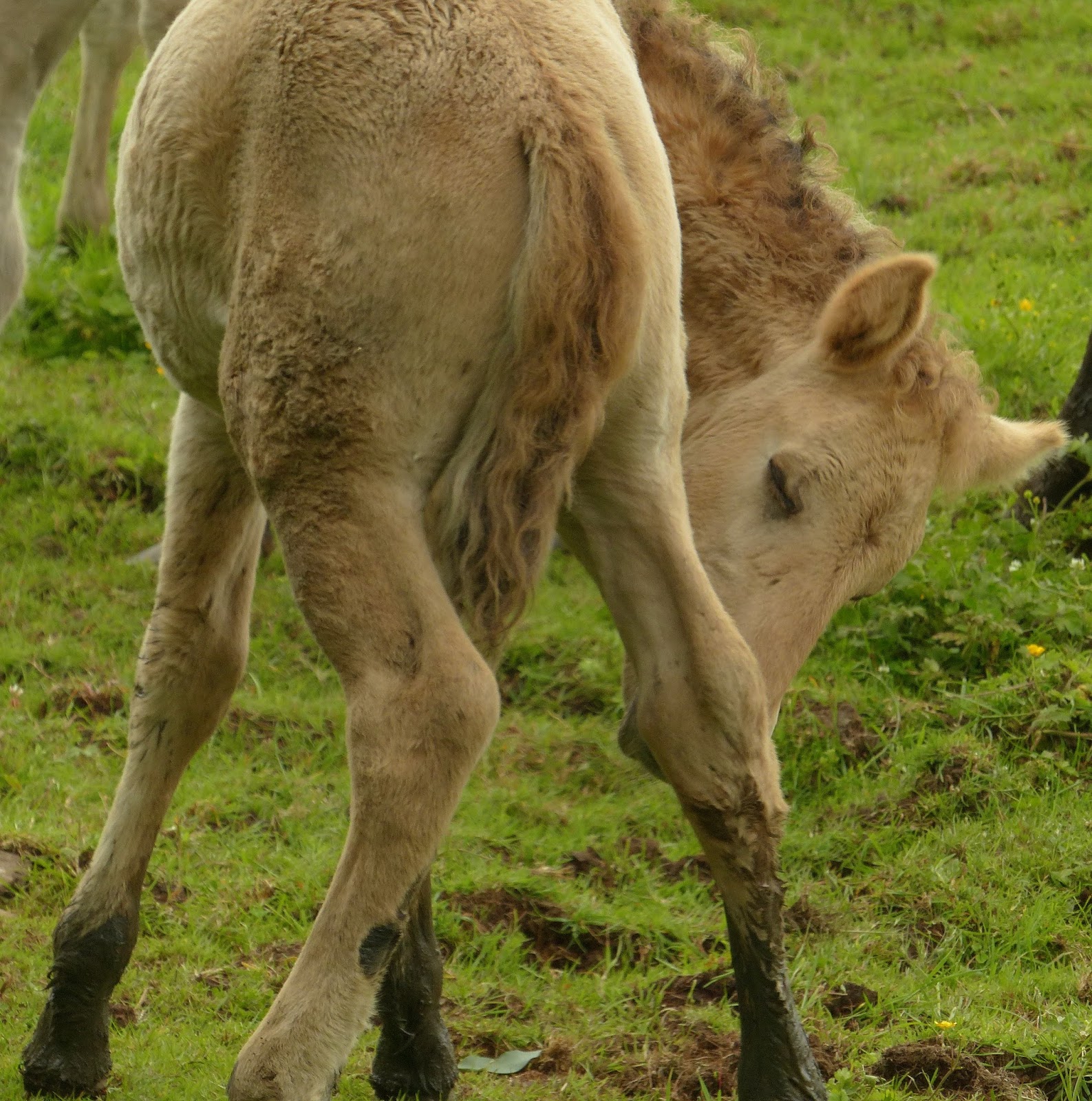 Birding For Pleasure: SATURDAY CRITTERS - Ponies with foals near Castle ...
