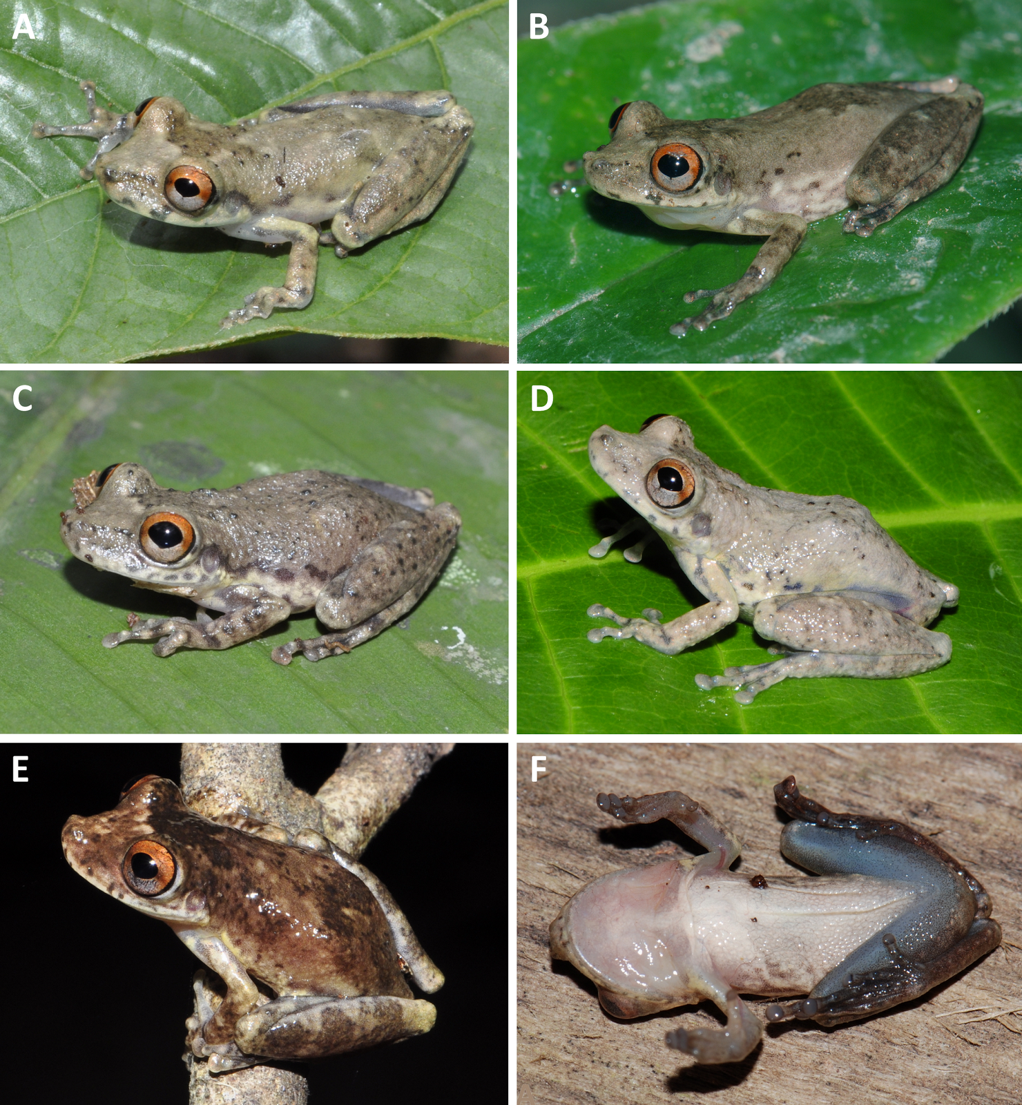 Species New to Science: [Herpetology • 2018] Scinax ruberoculatus • A ...