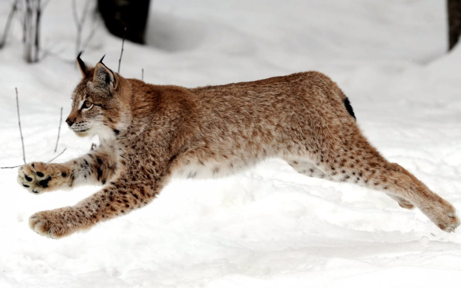 Tatamitassun: Ilveskohtaaminen