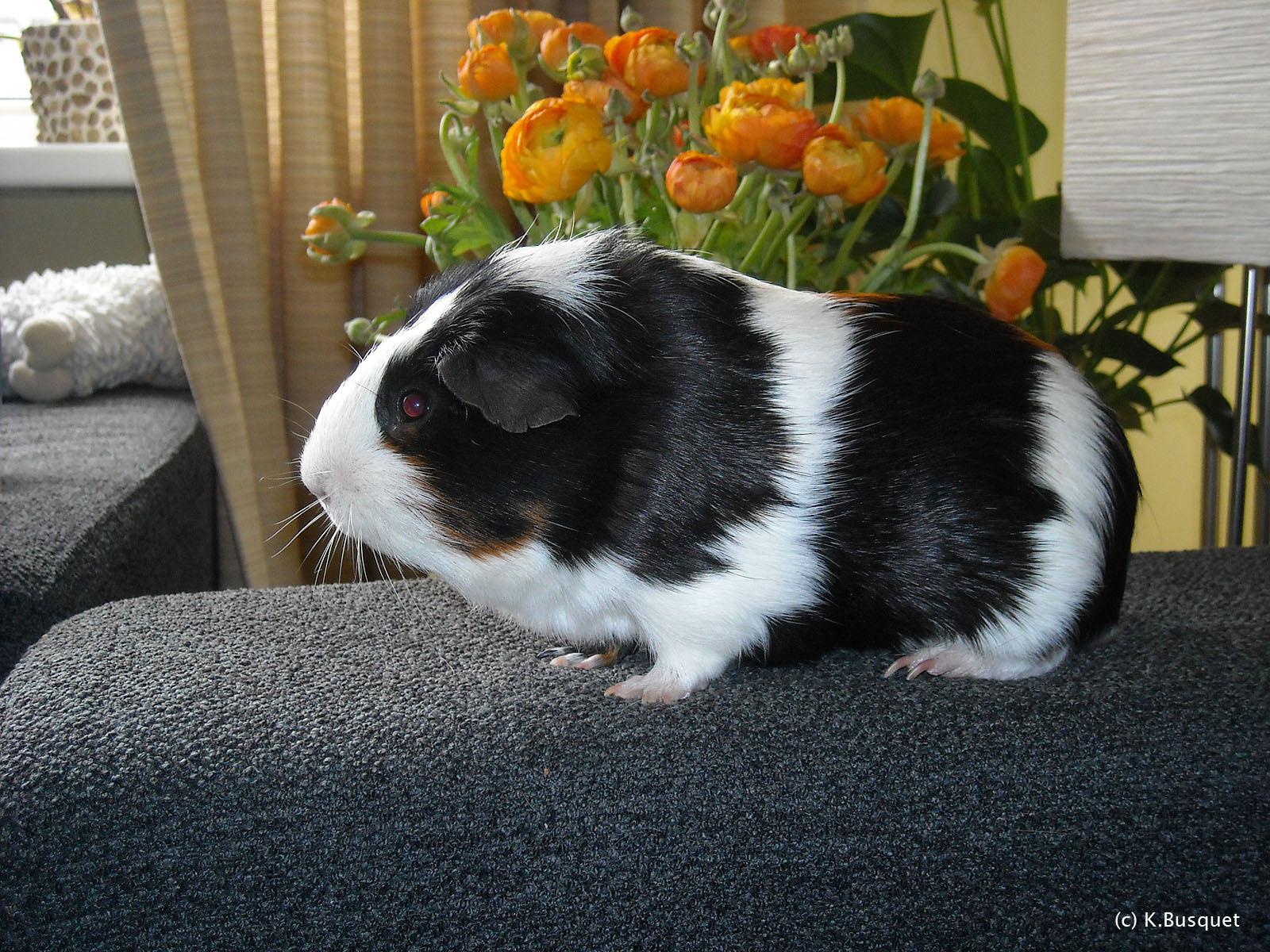Cavia Achtergronden