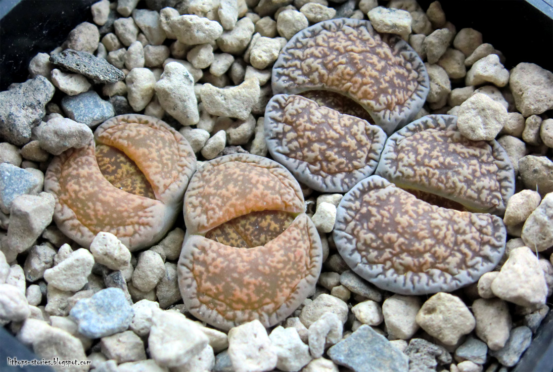Lithops Stories: Winter update (10 pics)