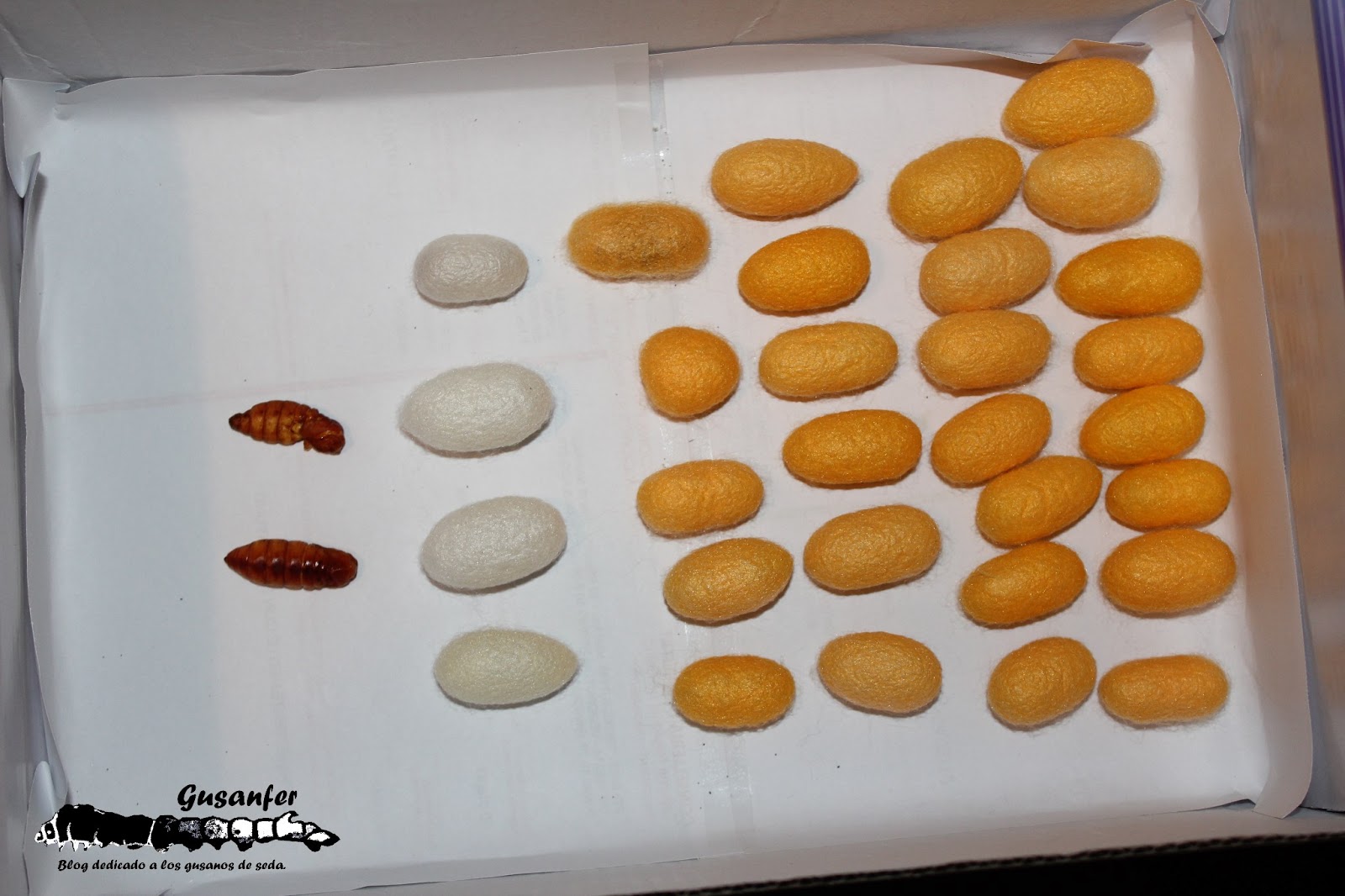 Proceso de crisálida en el exterior. ~ LOS GUSANOS DE SEDA