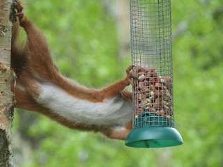 Joan Lennon's Blog: A Perseverance of Squirrels