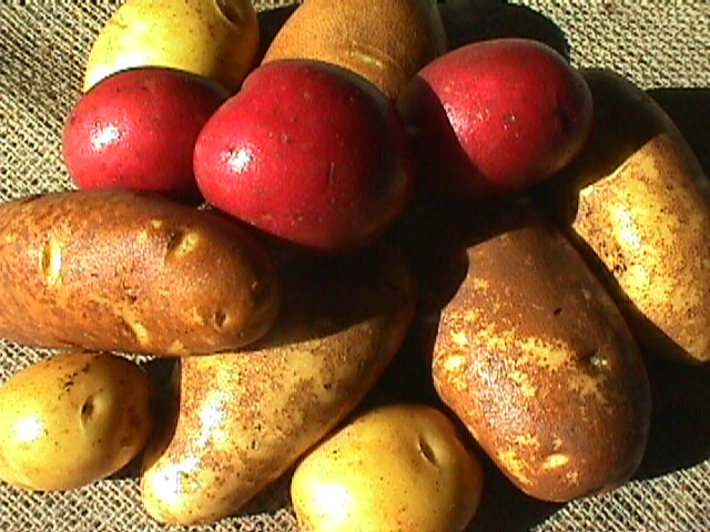 Crop Ideas: Potatoes in the San Luis Valley of Colorado