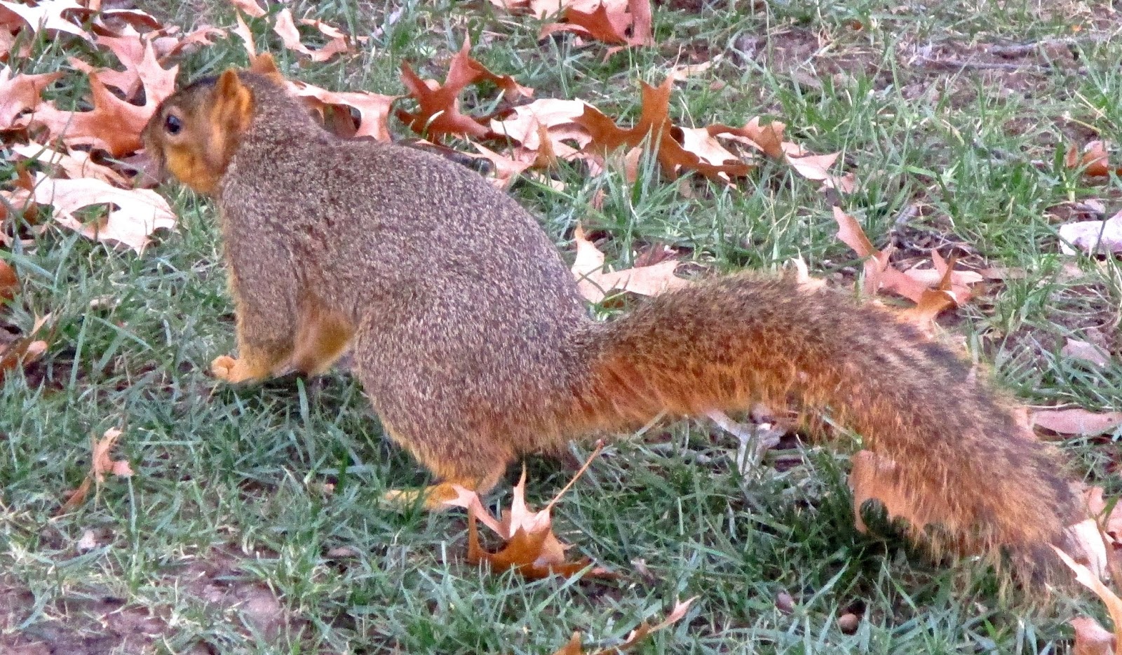 jkwgalleries: Barn, Horse, Squirrels, Birds, Colorful Trees, Moon and GAZ