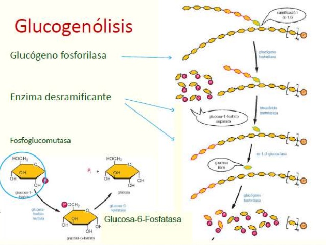 Glucogenólisis: Función, reacciones y enzimas que participan ...
