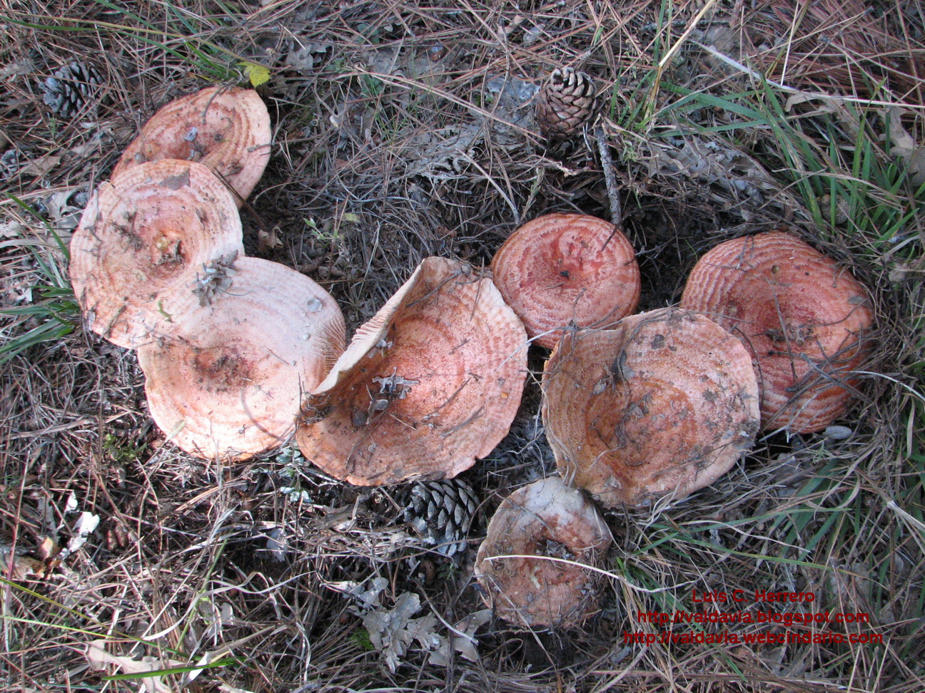 Naturaleza de la Valdavia: Tiempo de níscalos